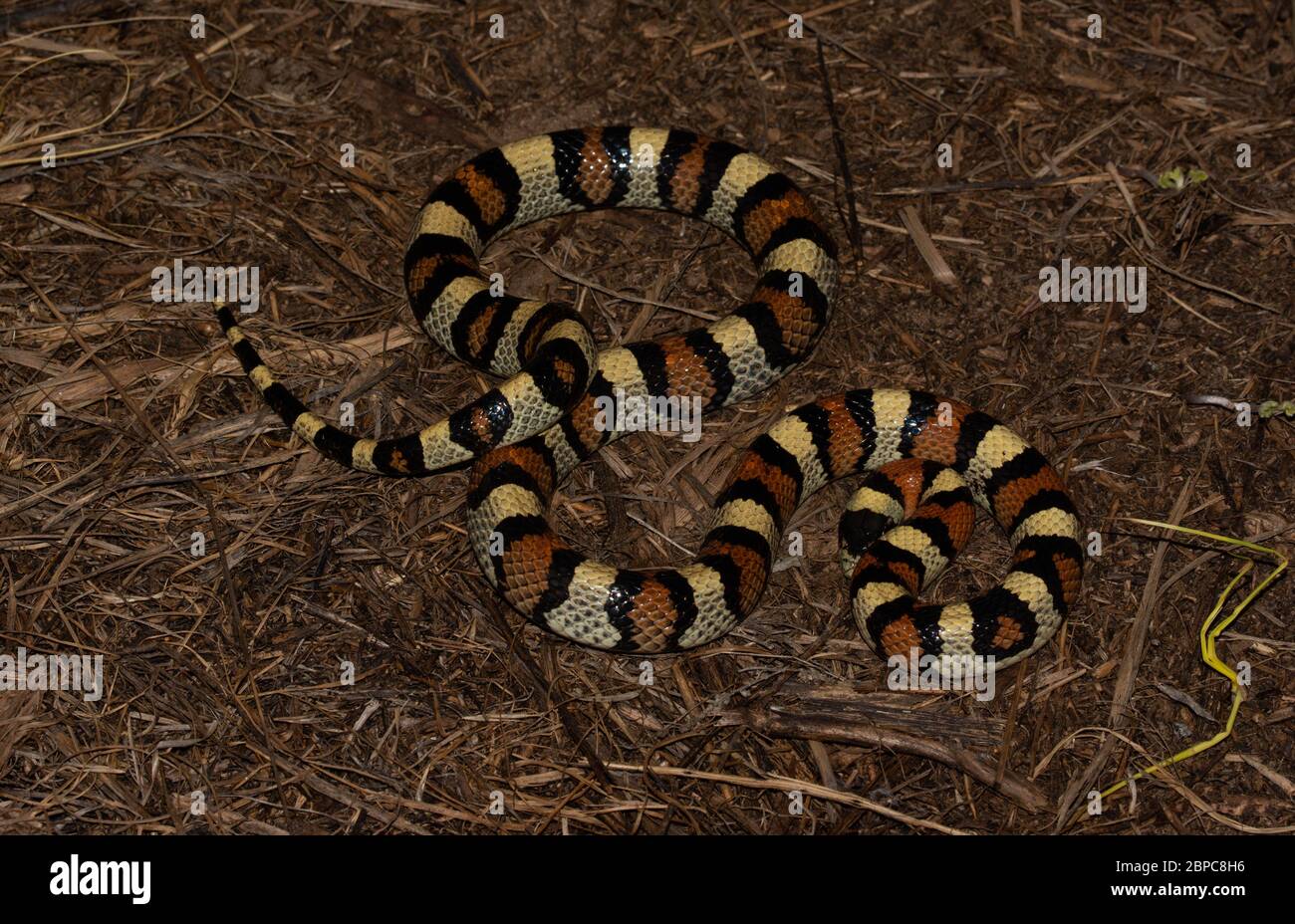 Western Milksnake (Lampropeltis gentilis) from Weld County, Colorado ...
