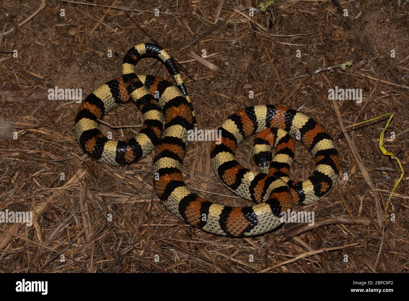 Western Milksnake (Lampropeltis gentilis) from Weld County, Colorado ...