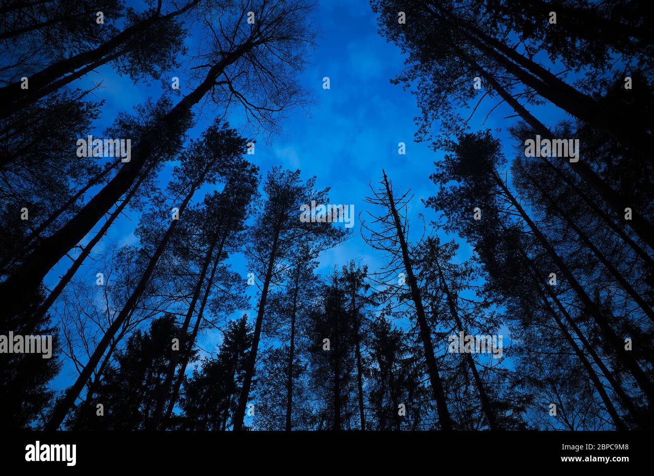 Diagonal tree silhouettes landscape background Stock Photo - Alamy