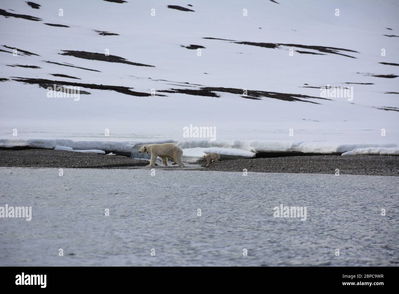 Polar bear tracking collar hi-res stock photography and images - Alamy