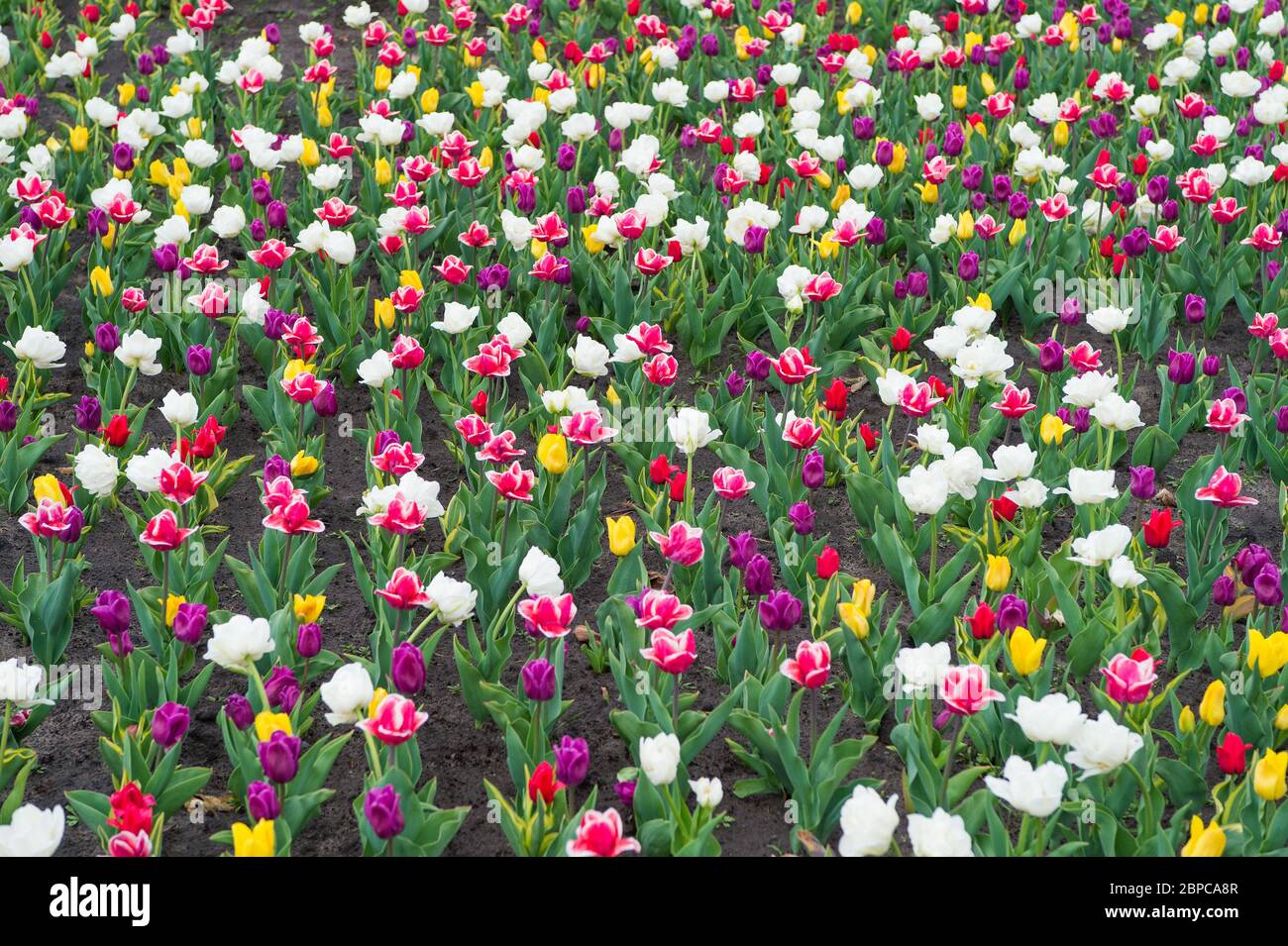 Blossoming tulip fields. spring landscape park. country of tulip ...
