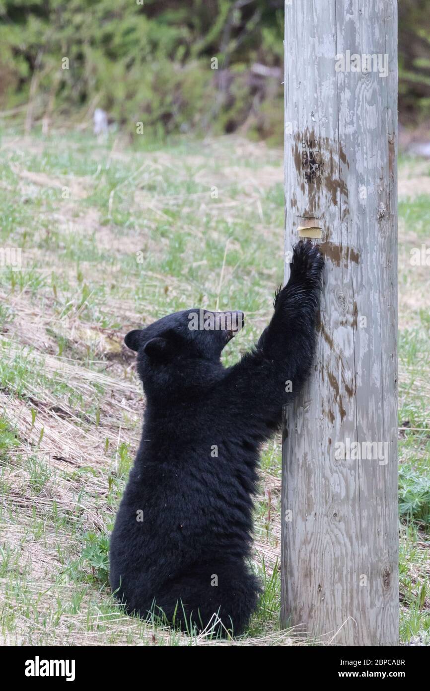 Sharpens Claws High Resolution Stock Photography and Images - Alamy