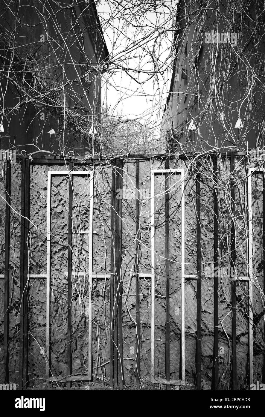 Overgrown park Black and White Stock Photos & Images - Alamy