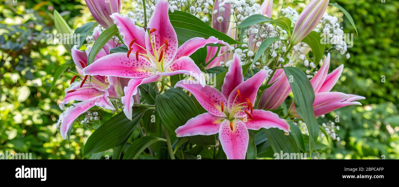 Lily banner hi-res stock photography and images - Alamy