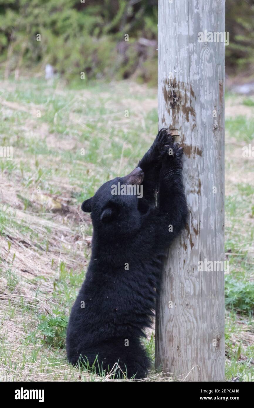 Sharpens Claws High Resolution Stock Photography and Images - Alamy