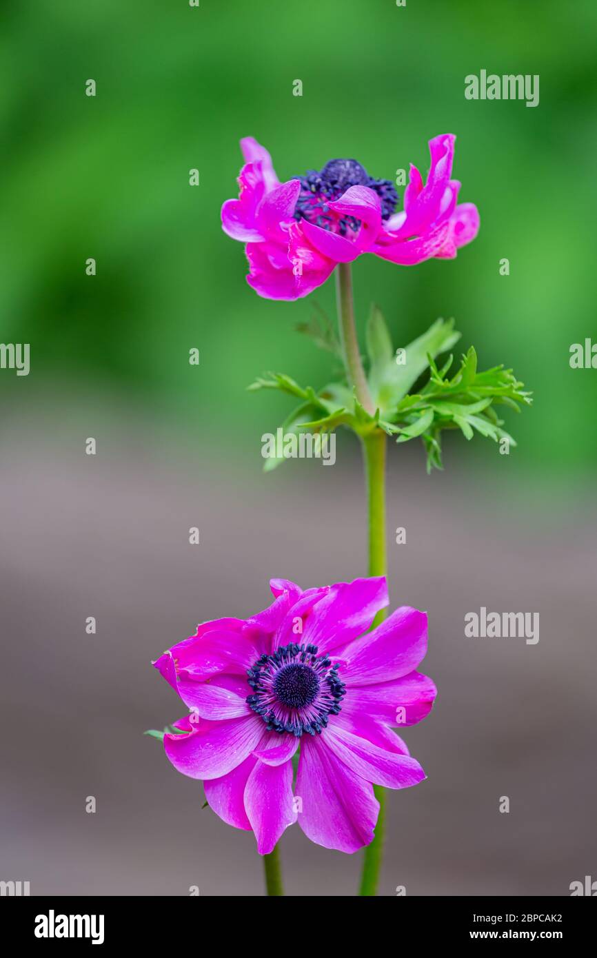 Blooming pink spring flower Poppy Anemone (Anemone coronaria) iin ...