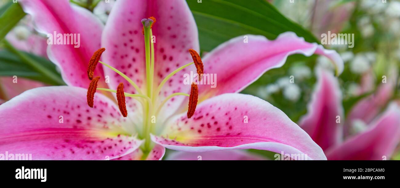 Beautiful pink lilly hi-res stock photography and images - Alamy