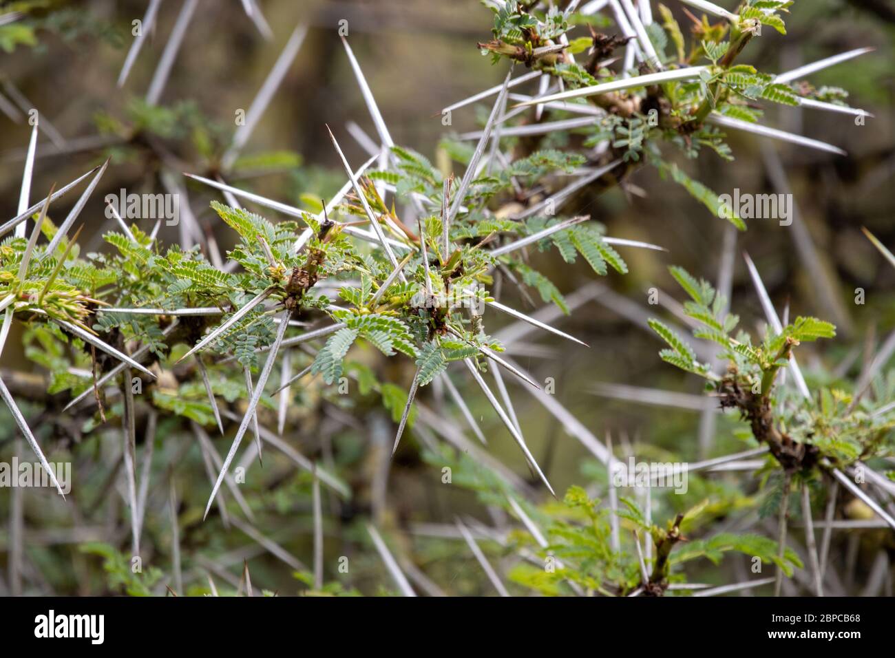 acacia thorns on a branch from the acacia tree Stock Photo - Alamy