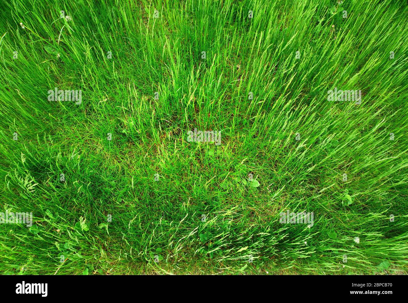 Summer green grass in the park backdrop Stock Photo - Alamy