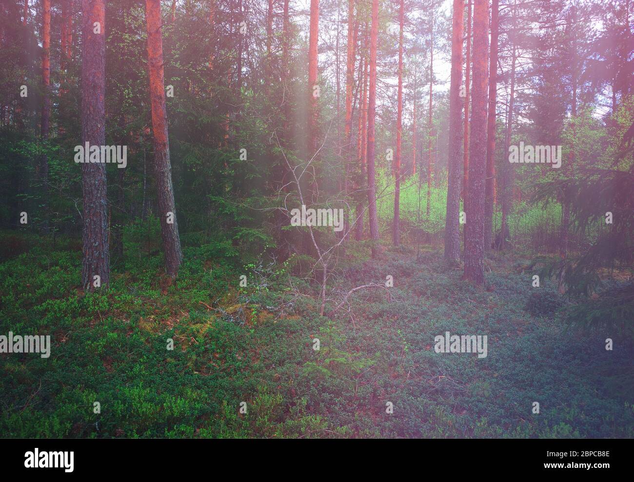 Light leak at fir wood landscape background Stock Photo - Alamy