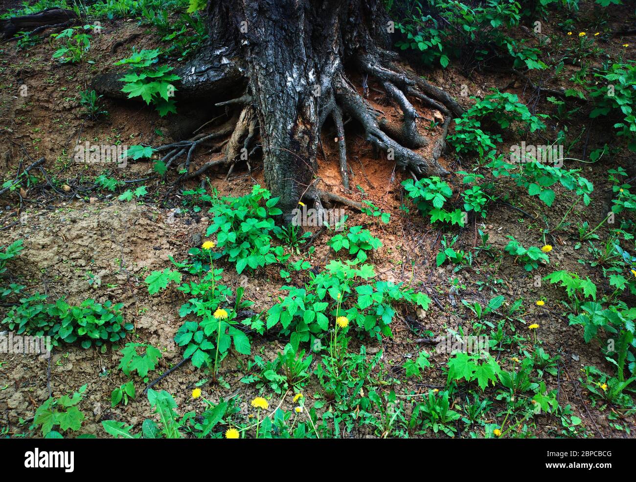 Top aligned roots of the park tree background Stock Photo - Alamy