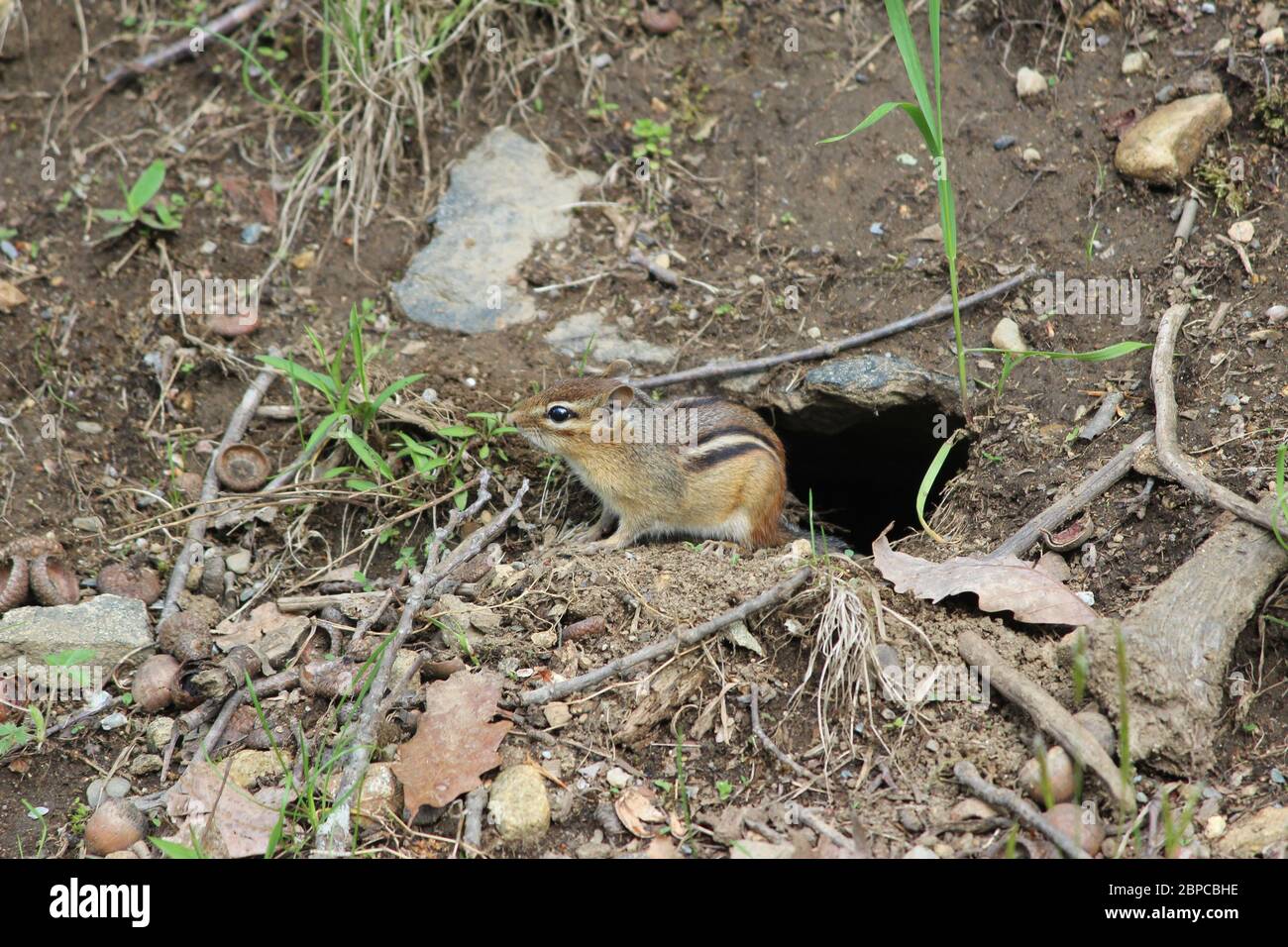 Chipmunk sitting outside hole in dirt Stock Photo - Alamy