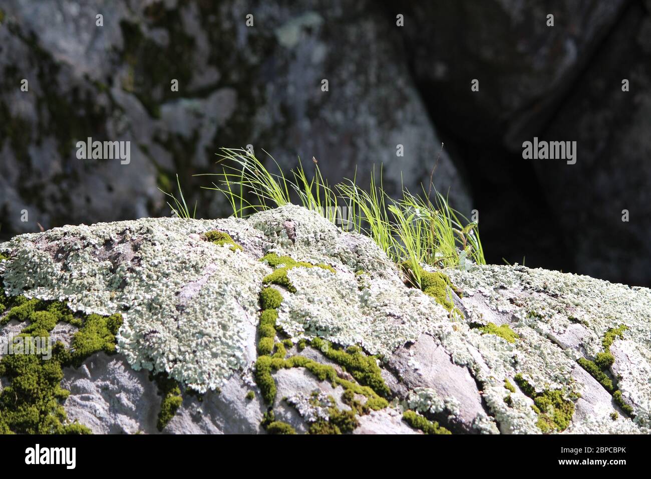 Growing Lichens On Rocks