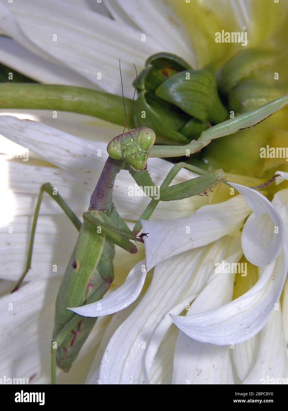 Praying Mantis on Flower Stock Photo - Alamy