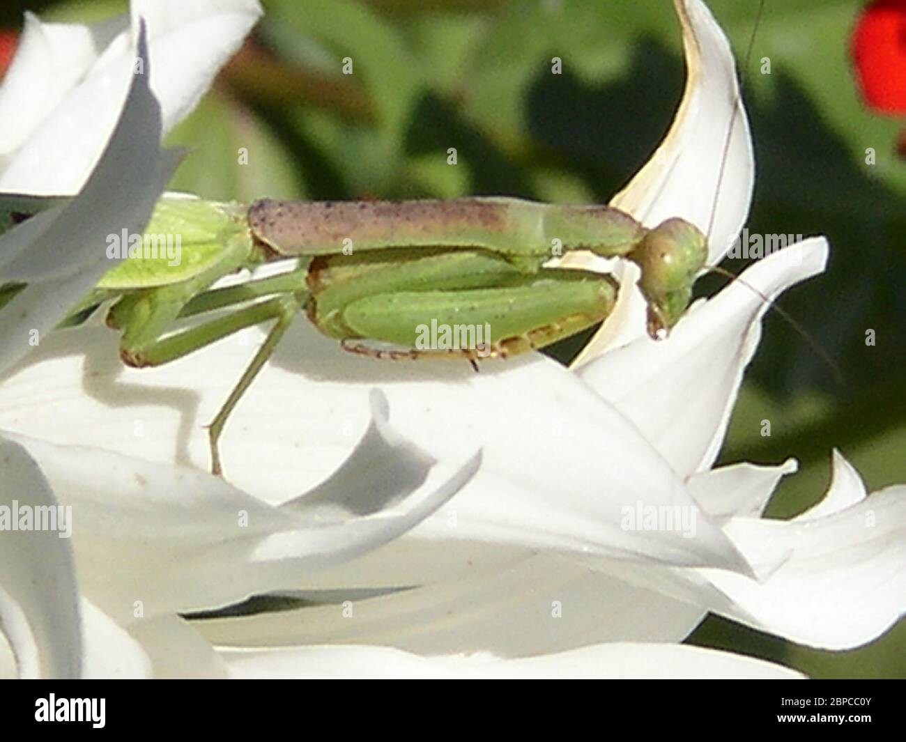Praying Mantis on Flower Stock Photo - Alamy