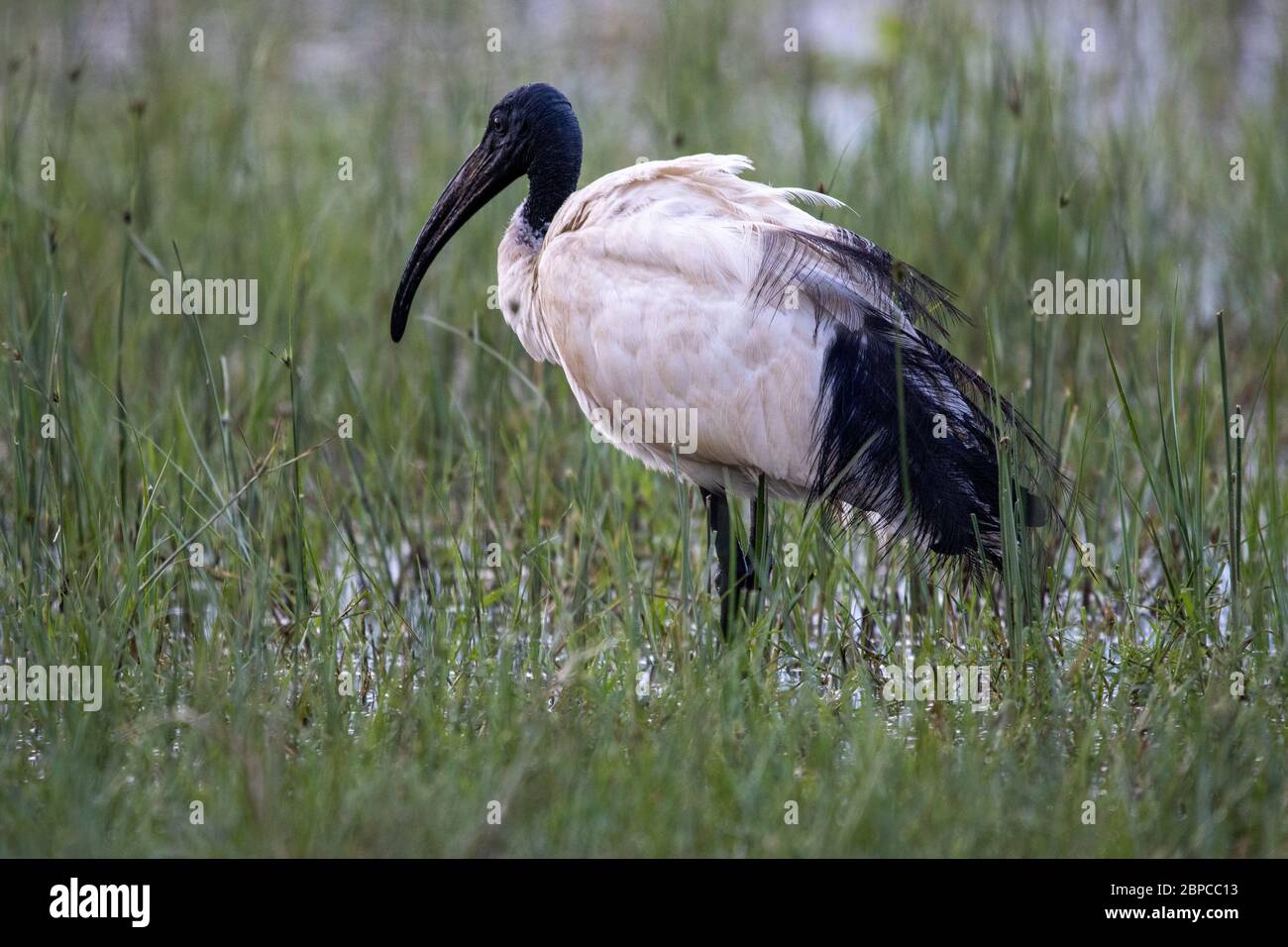 long legged black and white stork in the wet grassland, near Lake ...