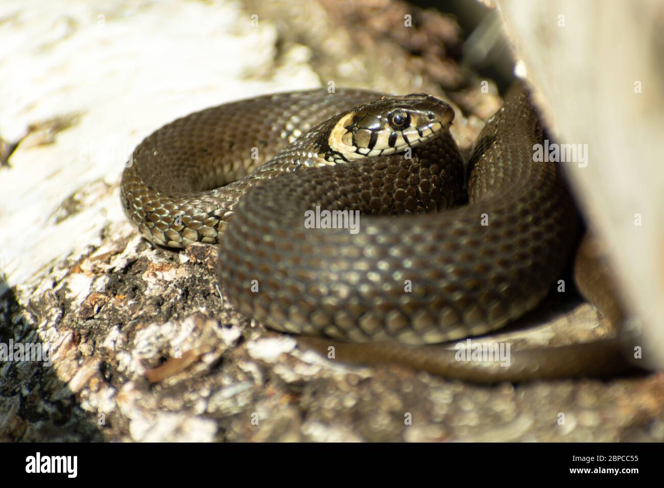 One snake hi-res stock photography and images - Alamy