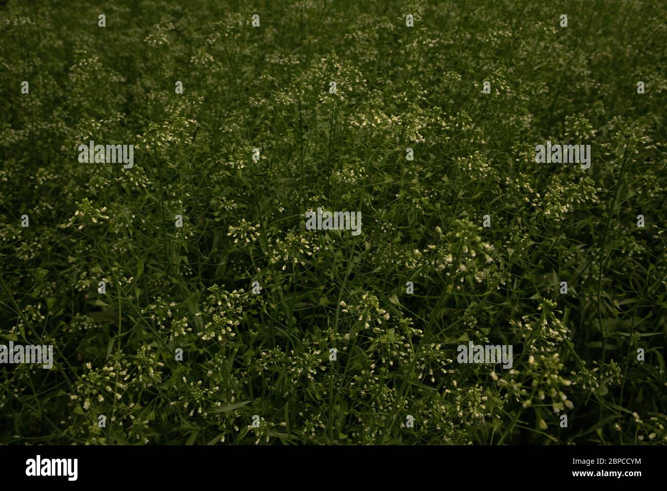 Green texture of wildflowers. Flowering meadow Stock Photo - Alamy