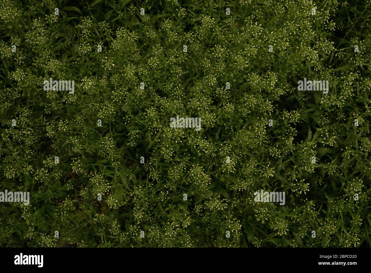 Green texture of wildflowers. Flowering meadow Stock Photo - Alamy