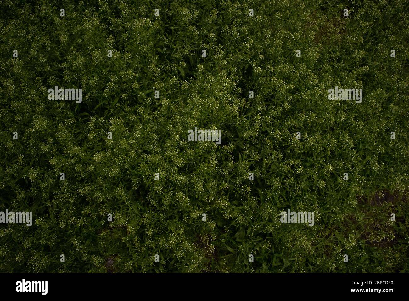 Green texture of wildflowers. Flowering meadow Stock Photo - Alamy