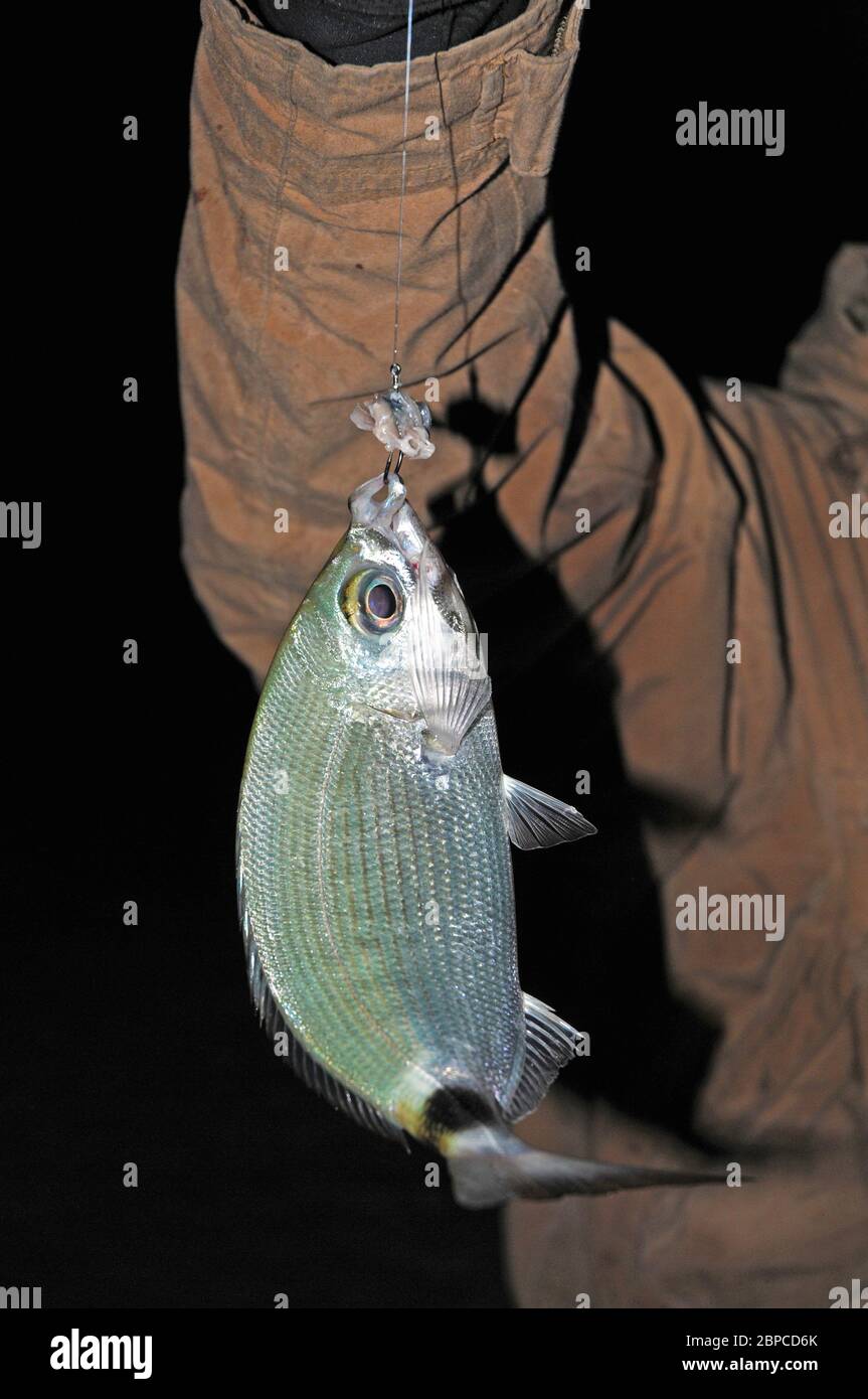 Holds fish hi-res stock photography and images - Alamy