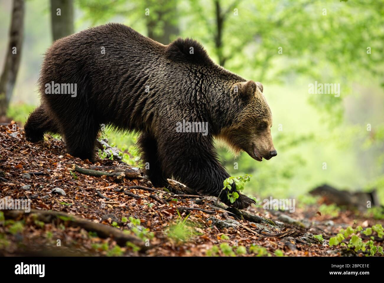 Territorial brown bear walking down the hill on ground covered with ...