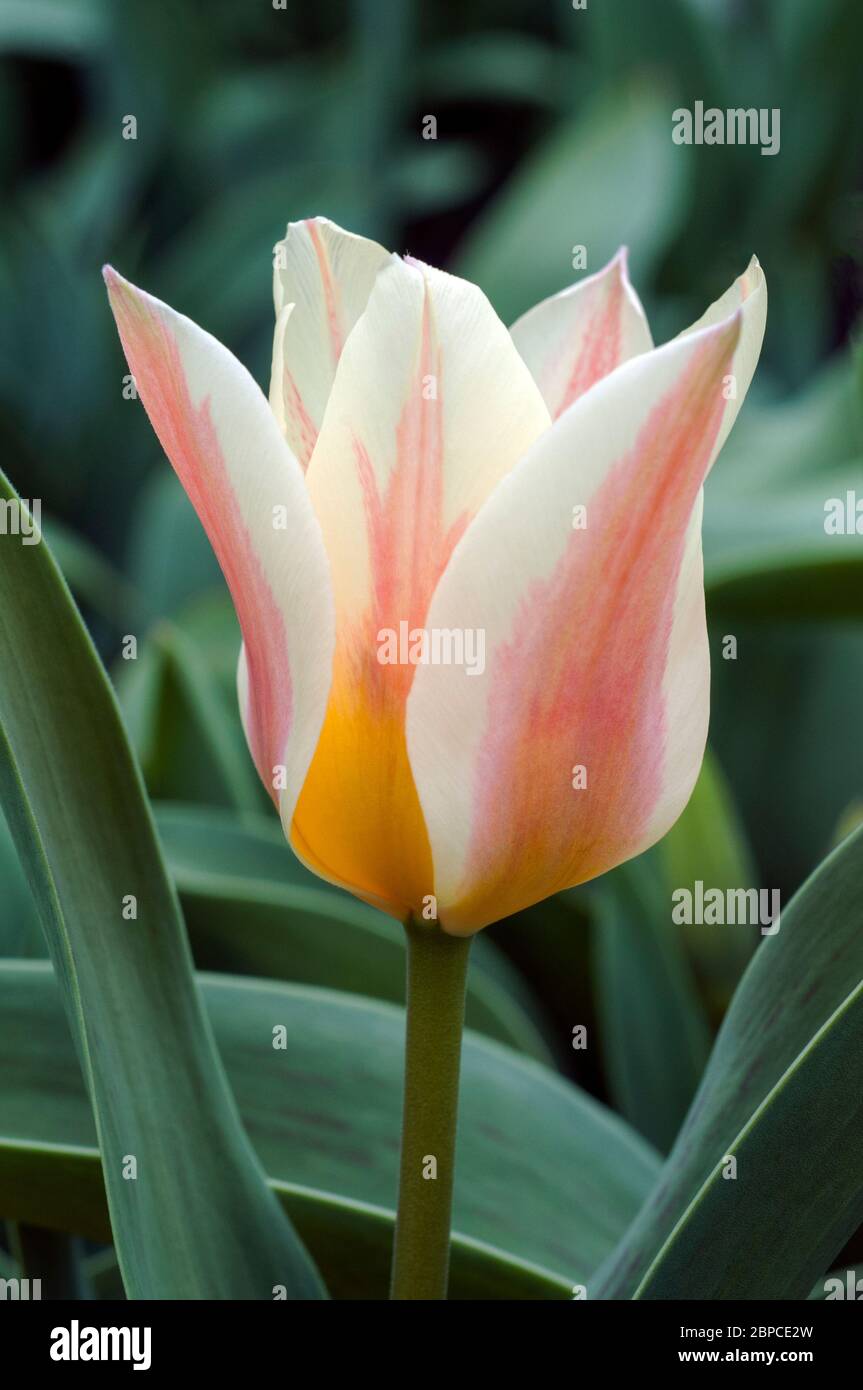 Buttercup border hi-res stock photography and images - Alamy