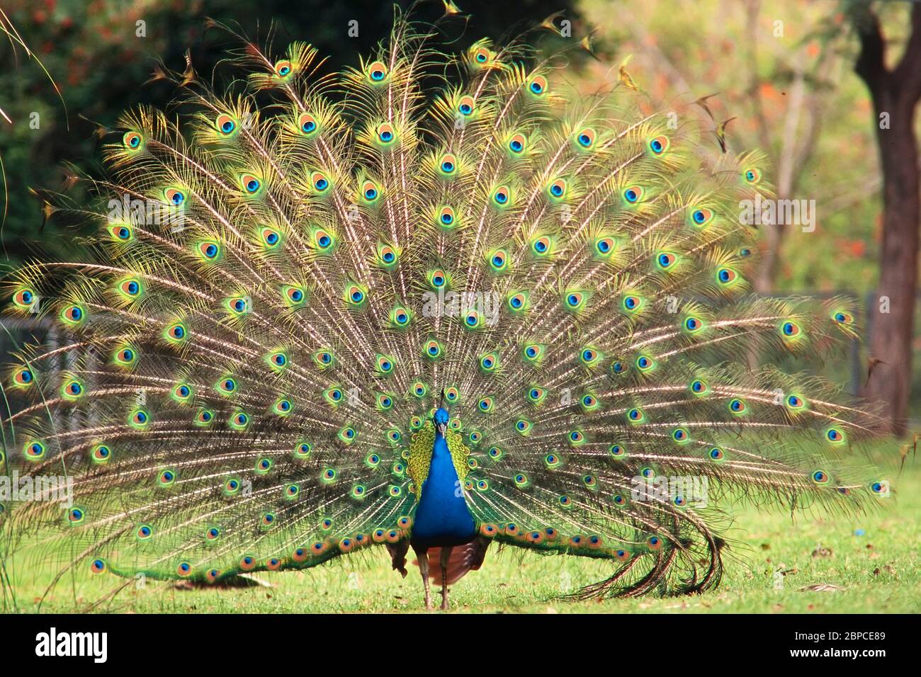 Peacock tail, beautiful colorful bird feathers Stock Photo - Alamy