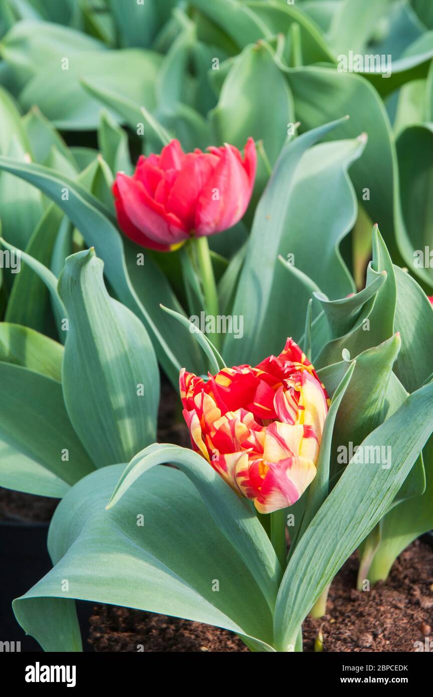 Pair of tulipa Abba fully opened. A bowl shaped red tulip with ...