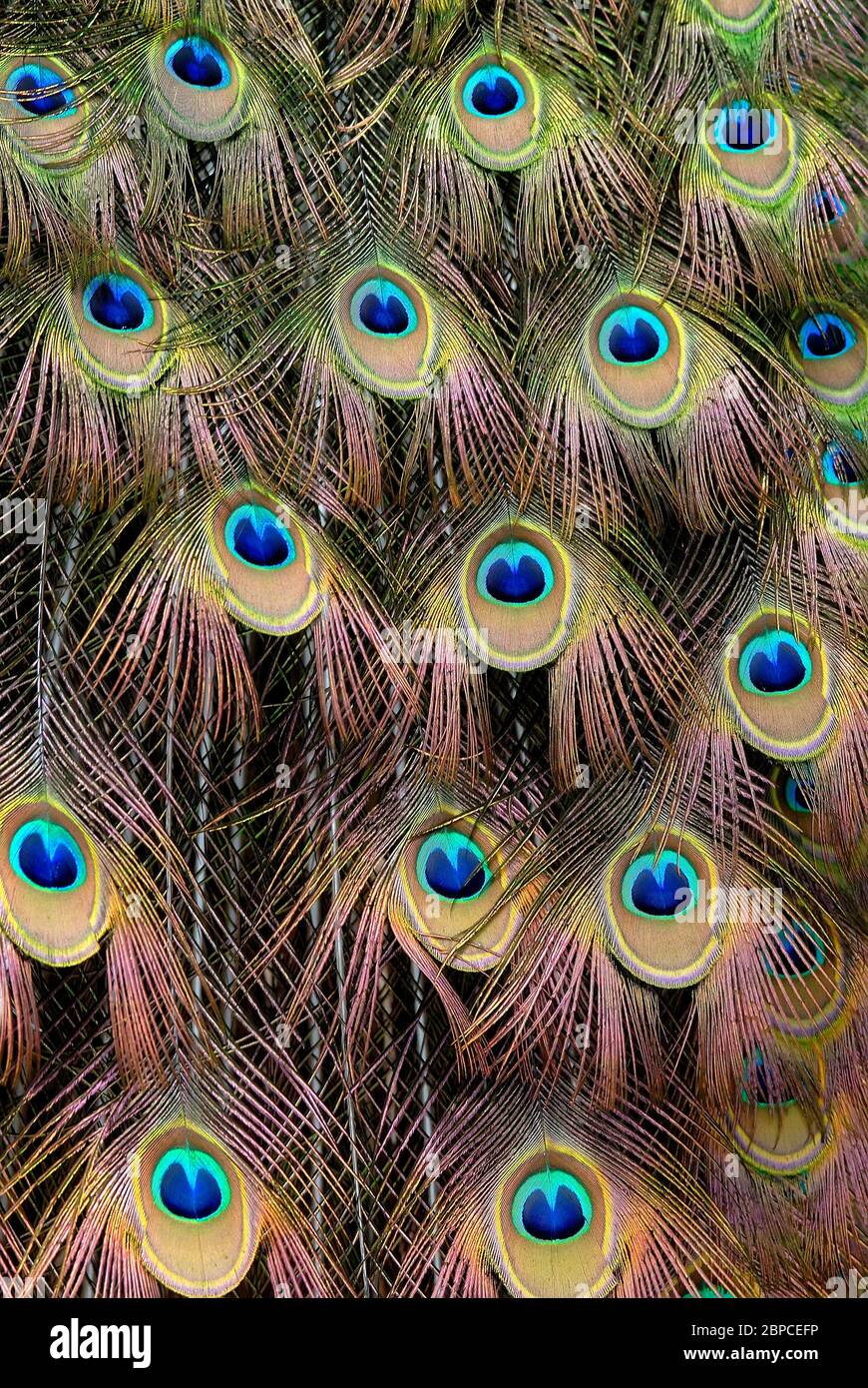 Peacock pattern hi-res stock photography and images - Alamy