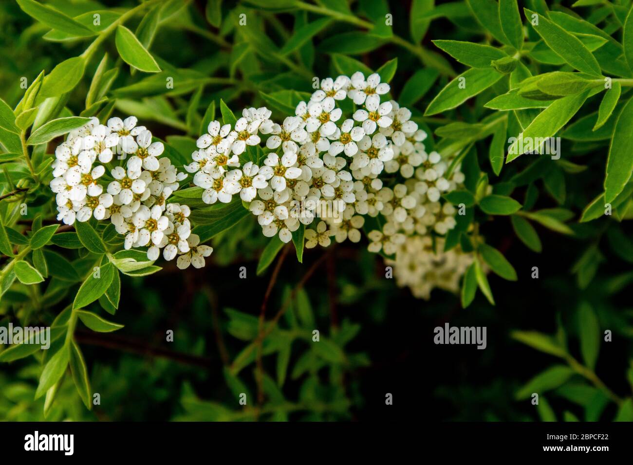 Spiraea arguta white flowers. White spiraea flowers on a branch Stock Photo - Alamy