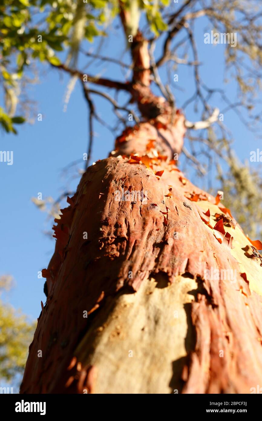 Reach skyward hi-res stock photography and images - Alamy