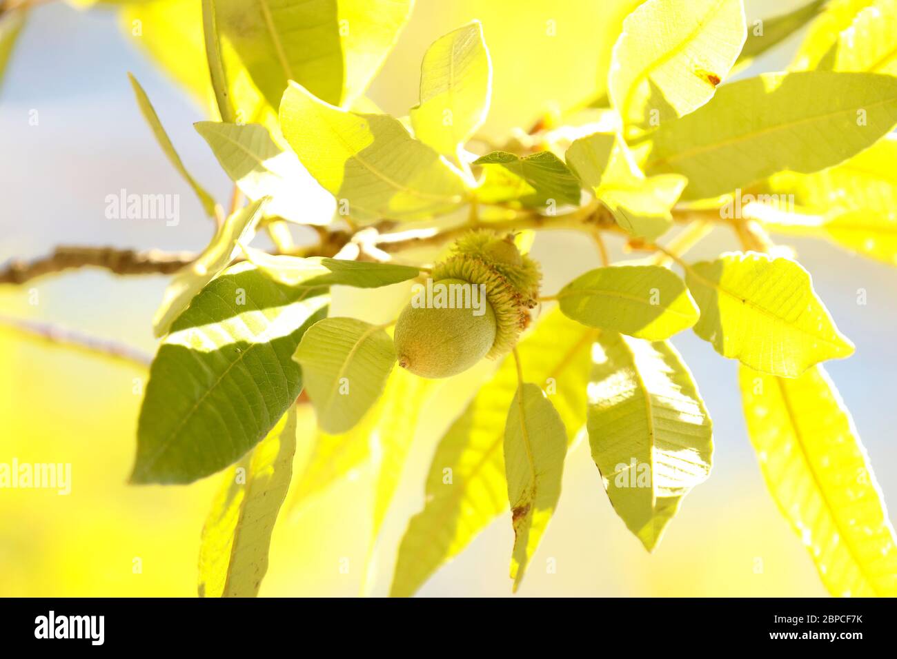 Glowing new growth Stock Photo - Alamy