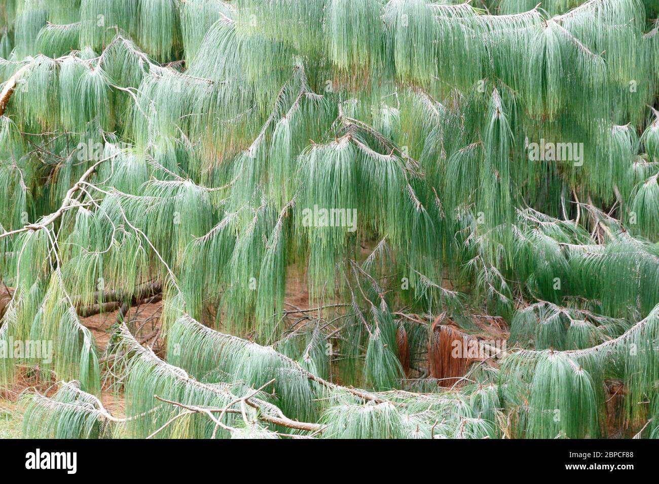 Green arms hi-res stock photography and images - Alamy