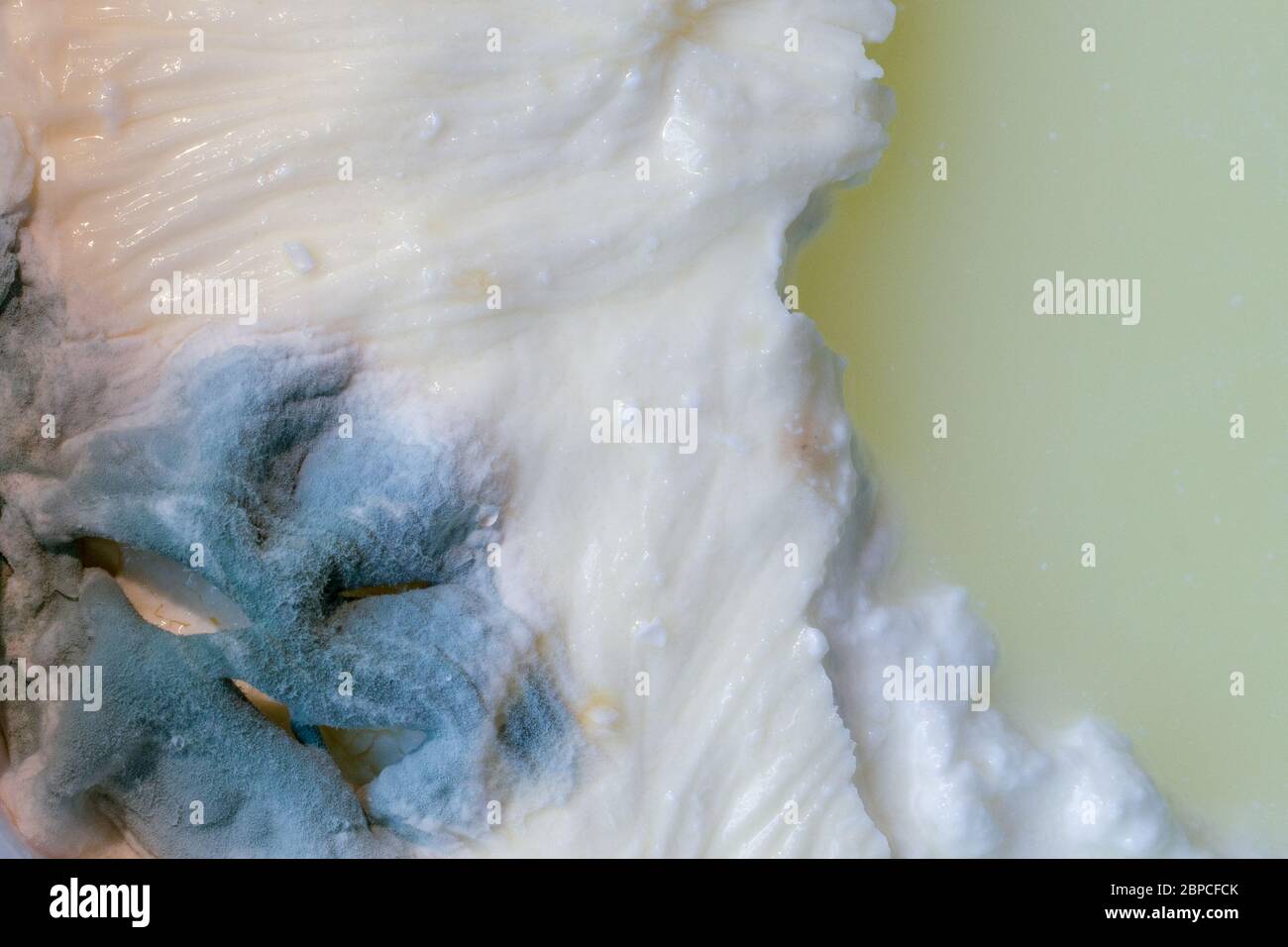 Makro close up of isolated moldy Turkish yoghurt cup with green mold ...