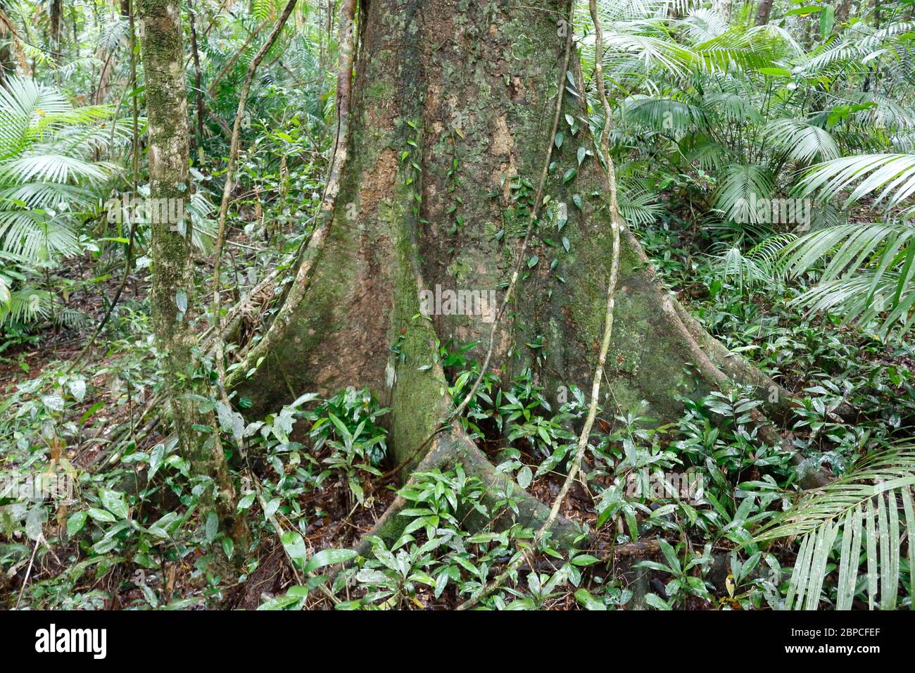 Symbiotic rainforest floor Stock Photo - Alamy