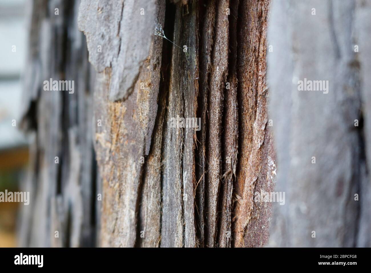 Sinewy texture hi-res stock photography and images - Alamy
