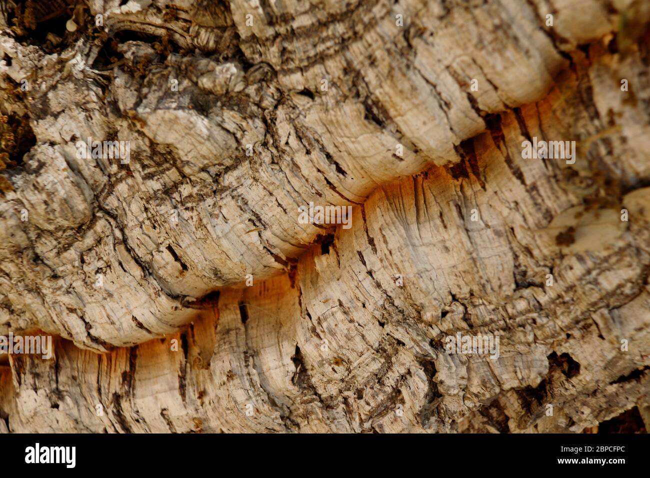 Patterns in cork Stock Photo - Alamy