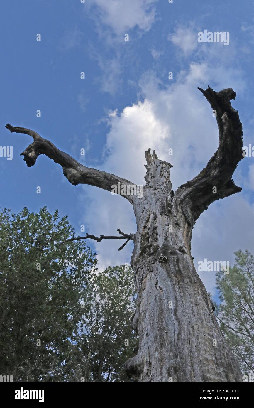 Tree man with a message Stock Photo - Alamy
