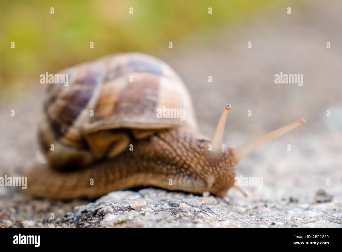 Beautiful snail hi-res stock photography and images - Alamy