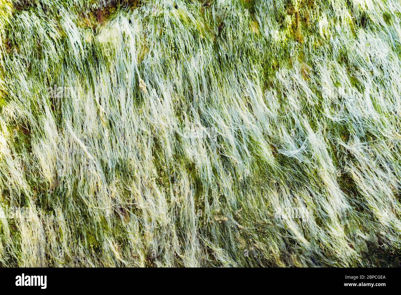 Close up texture of seaweed on a seaside rock. Background with green ...