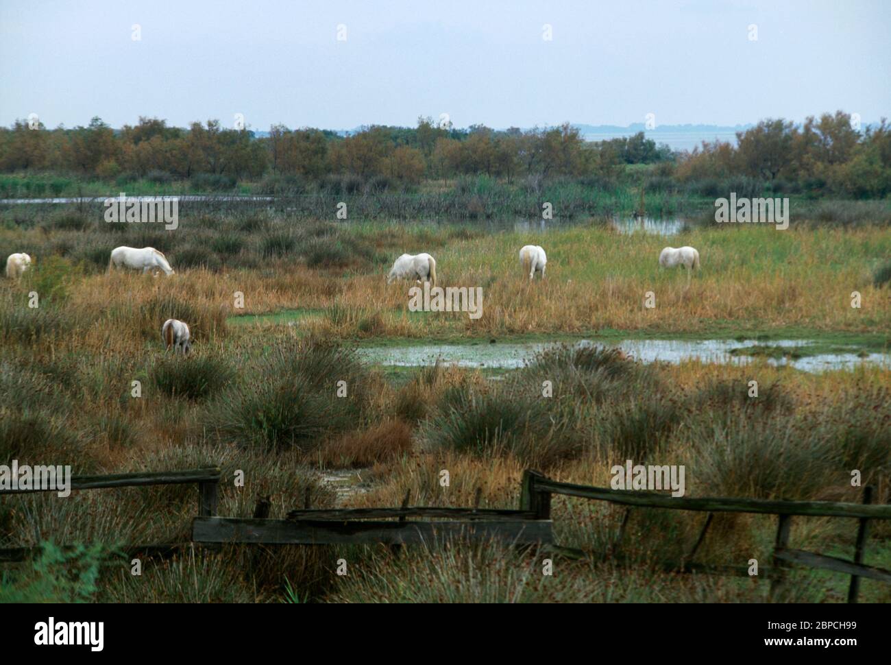 Camargue Provence France Horses & Wetlands Stock Photo - Alamy