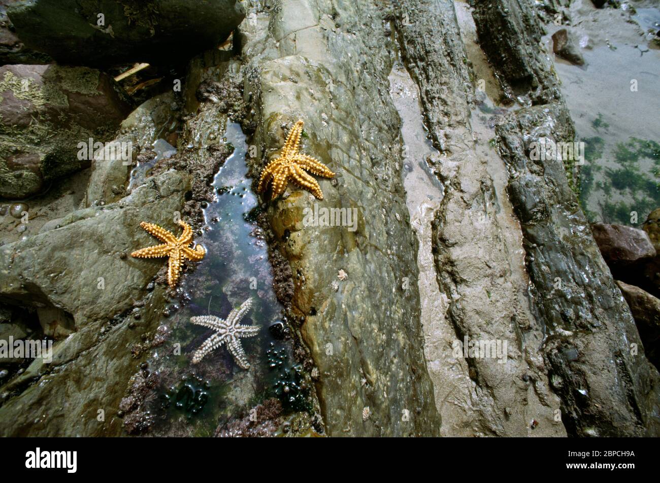 The rockpool hi-res stock photography and images - Alamy