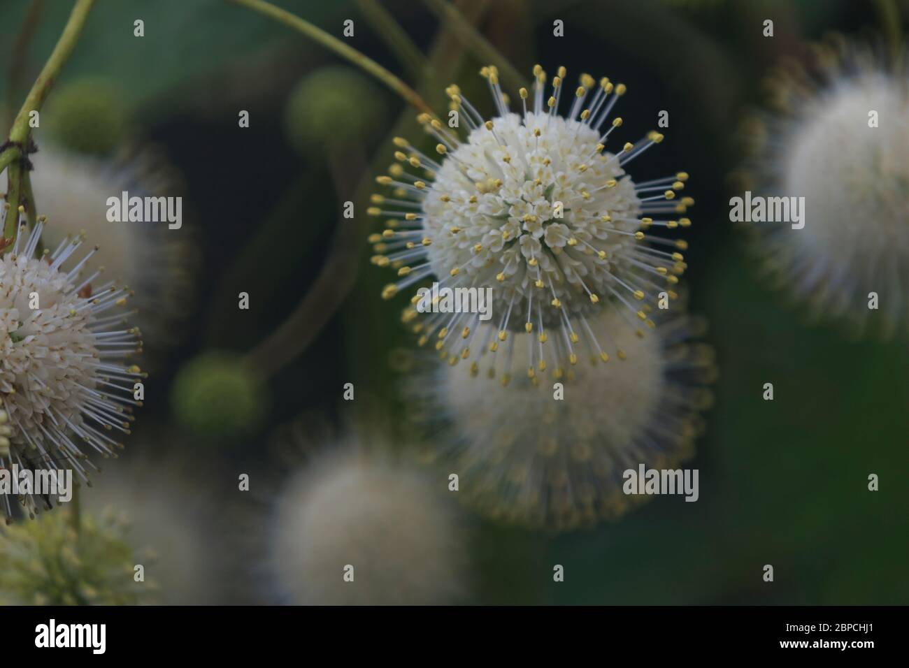 Closeup of delicate, unusual looking, white buttonbush flowers in ...