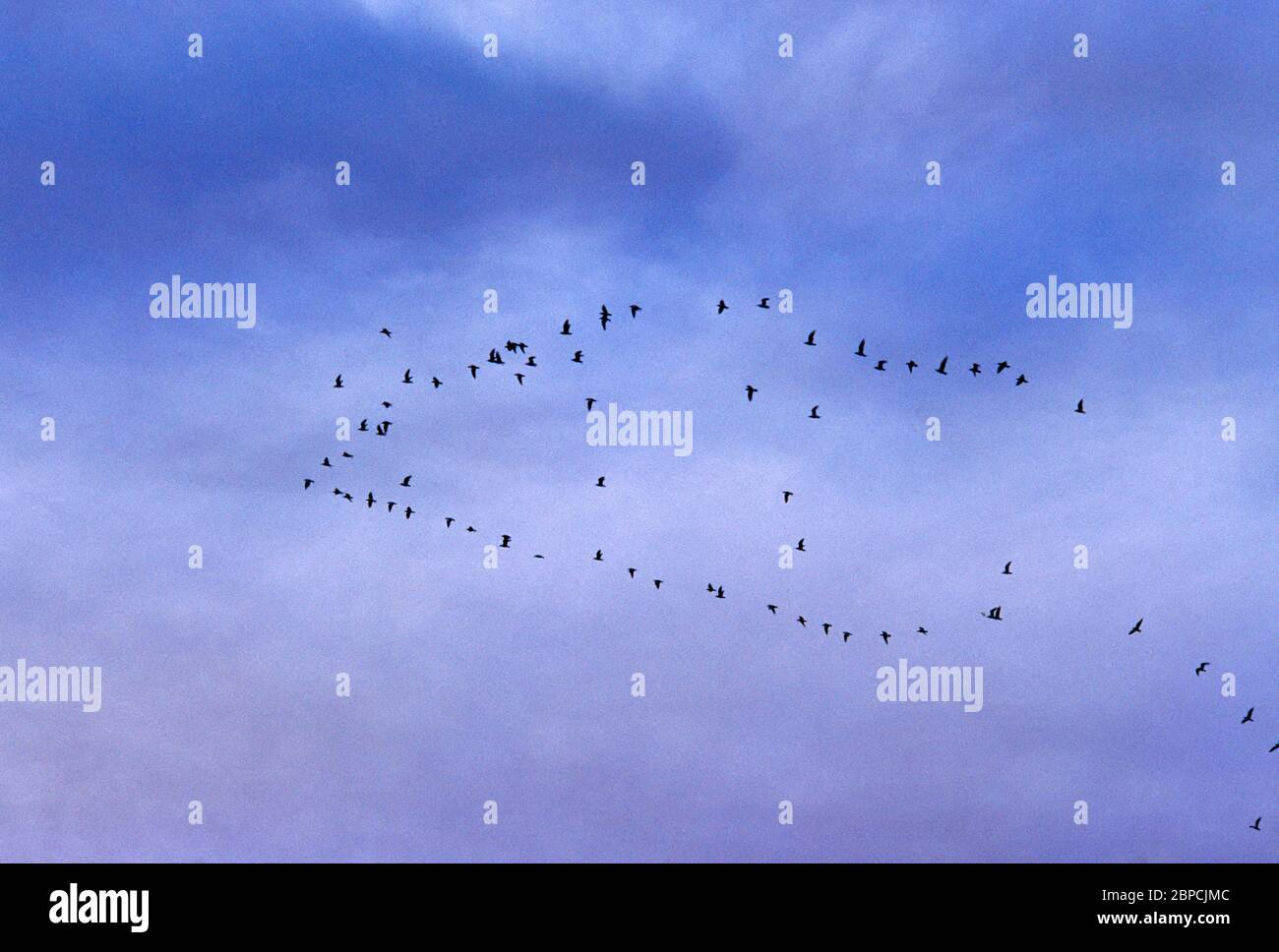 Aswan Egypt Flock of Birds in Flight Stock Photo - Alamy