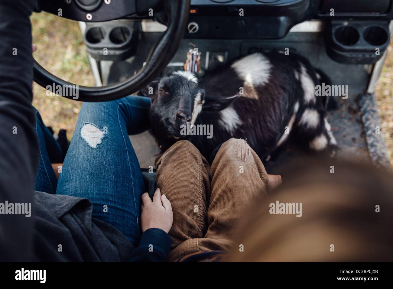 Children riding on golf cart with a goat Stock Photo - Alamy