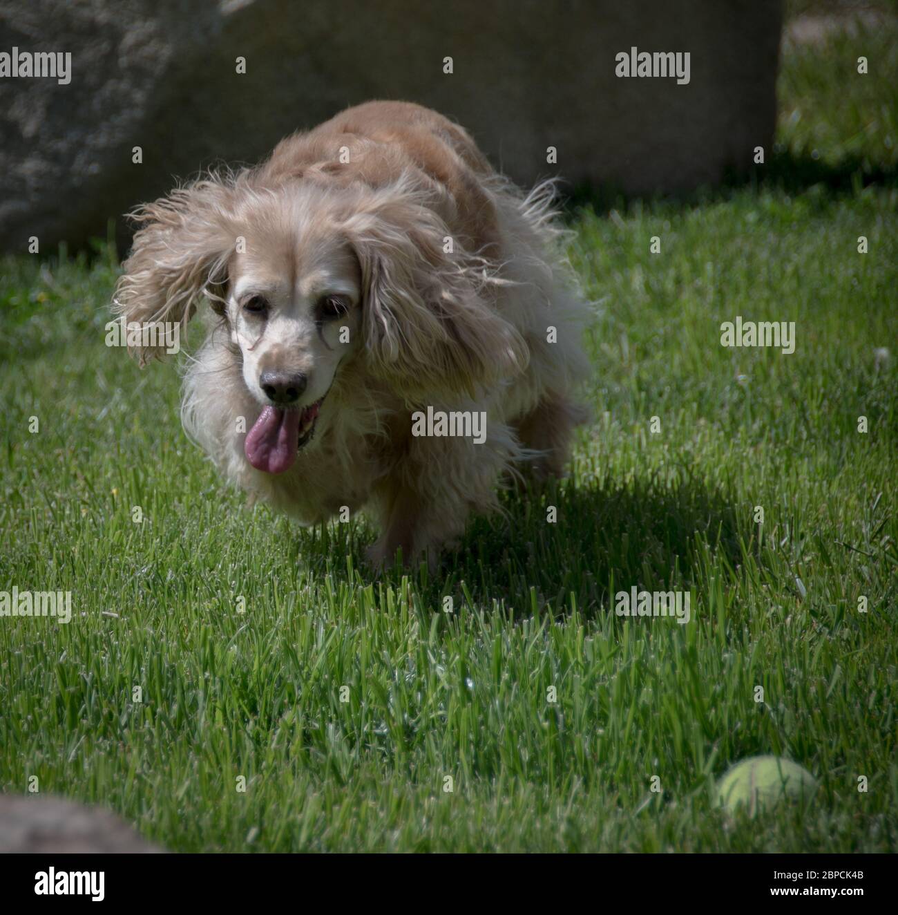 Cocker Spaniel Playing Fetch Stock Photo - Alamy