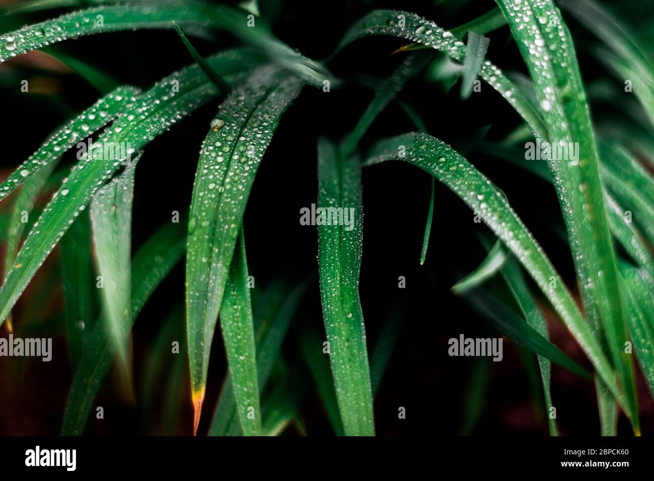 Beautiful closeup water drops hi-res stock photography and images - Alamy