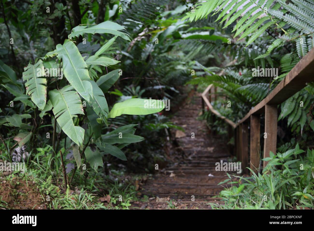 Grand Etang Forest Reserve Grenada Stairs through Forest Stock Photo ...