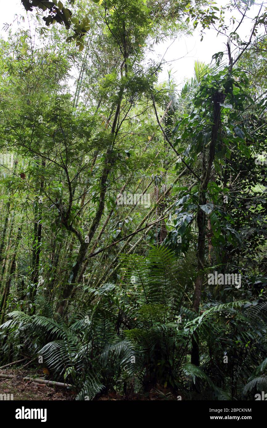 Grand Etang Forest Reserve Grenada ferns and bamboo Stock Photo - Alamy